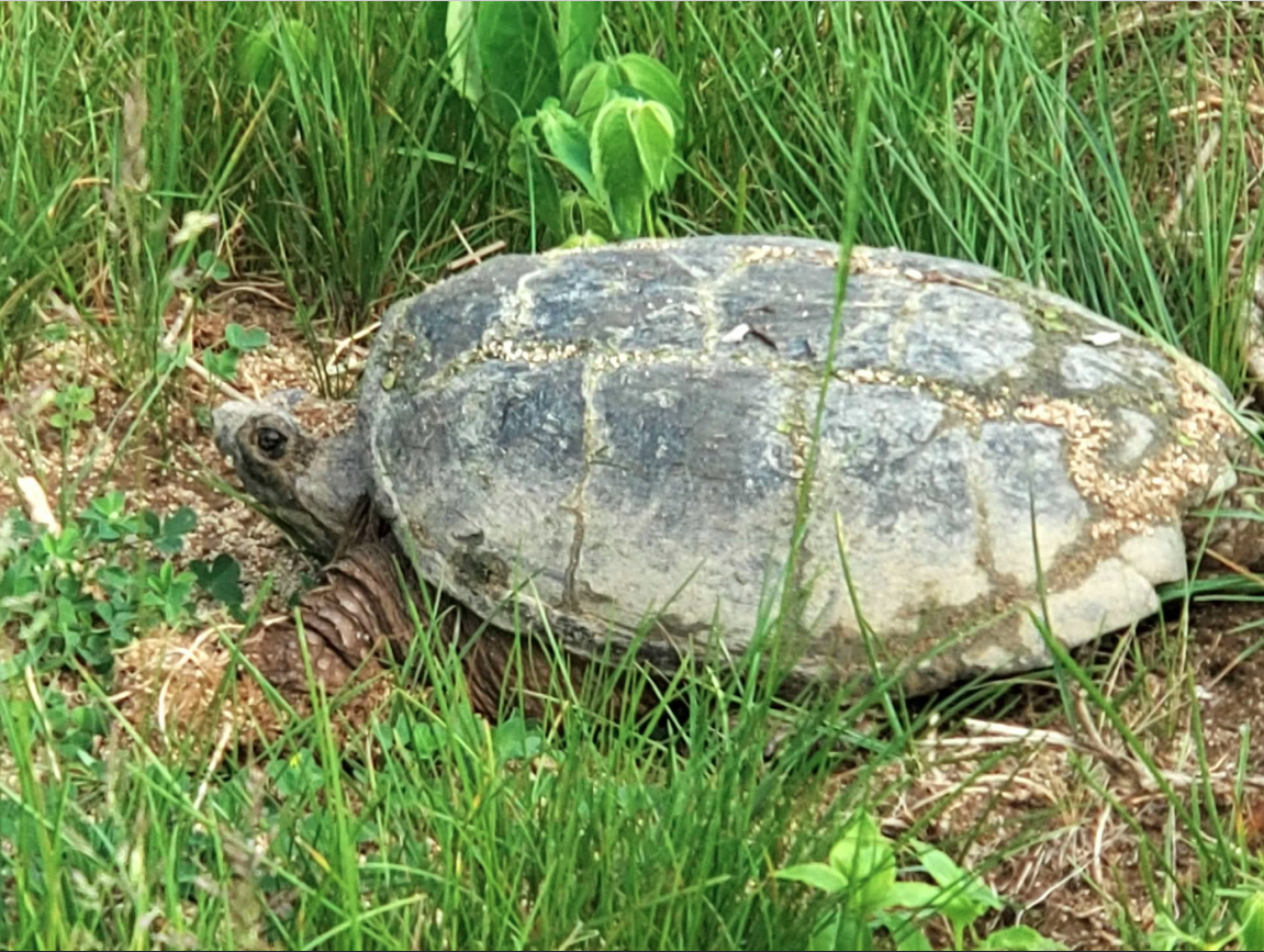 Turtles and the Fossil Record | sixdaysblog