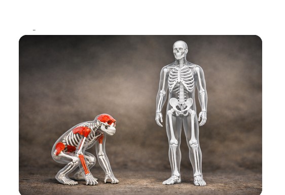 Refuting Homo habilis as a Human Ancestor | sixdaysblog